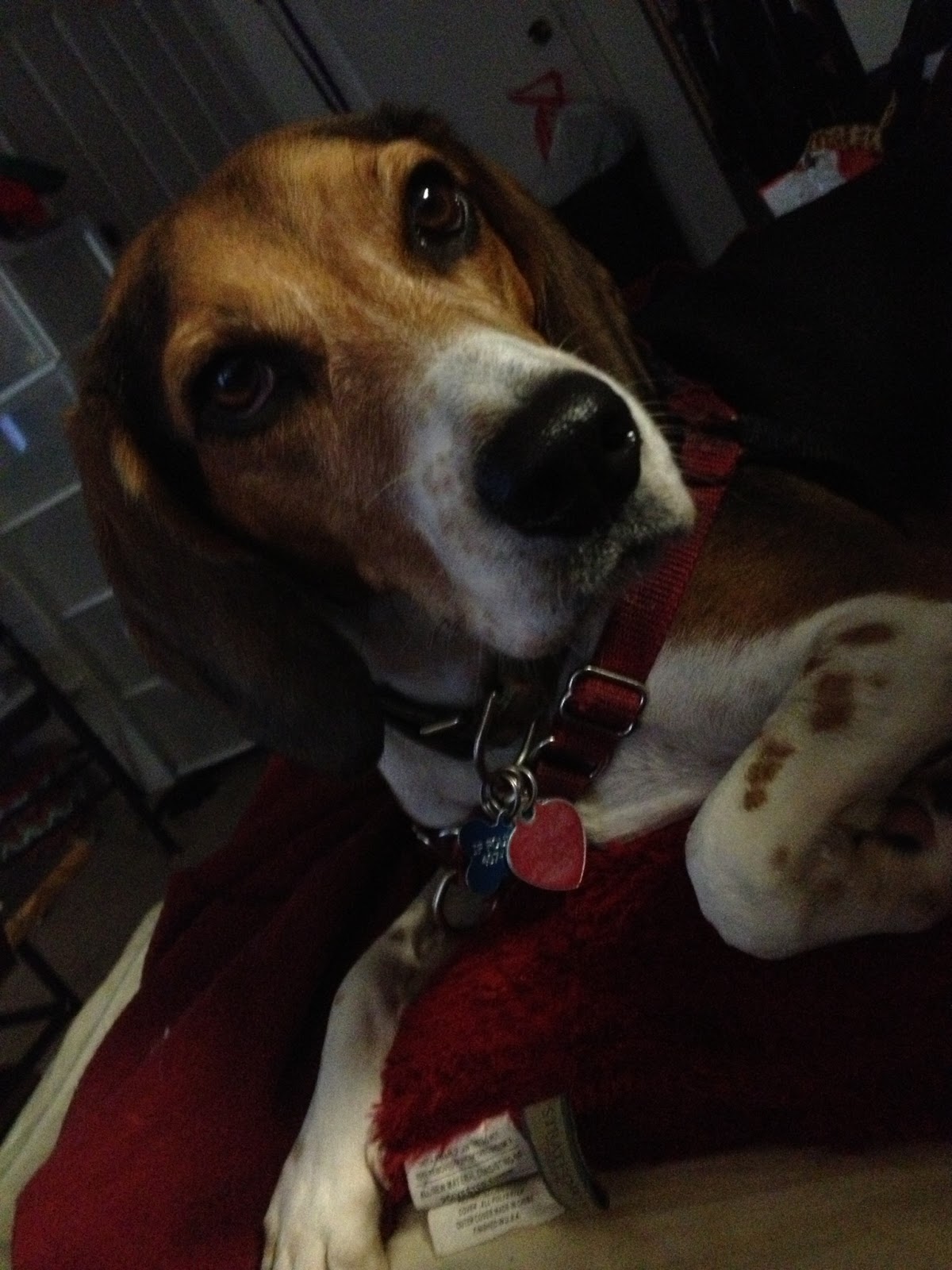 Life With Beagle: FURminator deshedding tool -- REVIEW, plus Amazon sale